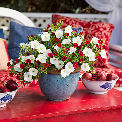 Proven Winners Container Recipes - Banana-breads.com