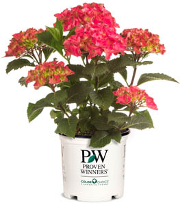 Pre-Budded Hydrangeas | Proven Winners