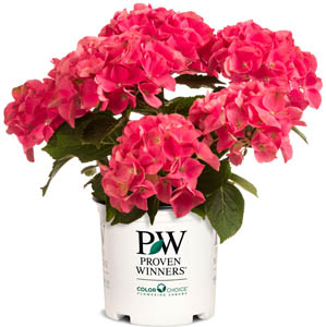 Pre-Budded Hydrangeas | Proven Winners