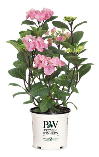 Pre-Budded Hydrangeas | Proven Winners
